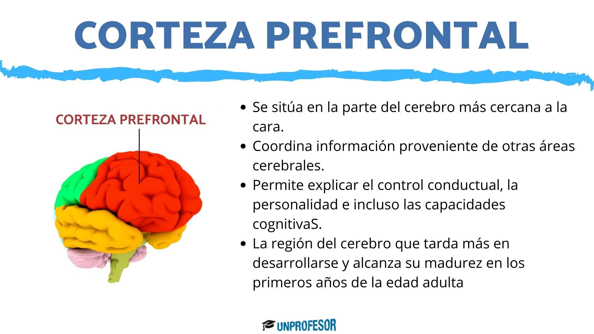 Qué es la corteza prefrontal con vídeo