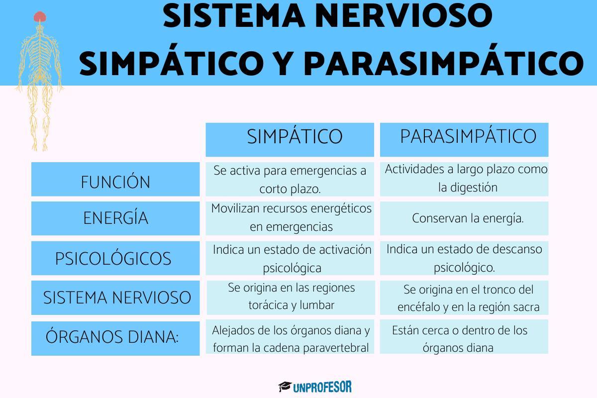 7 funciones del sistema nervioso SIMPÁTICO
