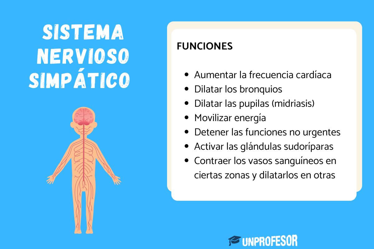 7 funciones del sistema nervioso SIMPÁTICO