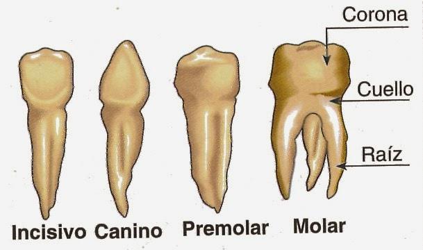 ¿Cuáles son las partes de los dientes? - Descúbrelas AQUÍ