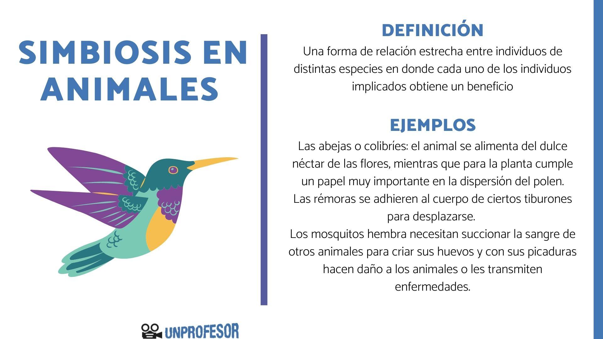 Hoja De Trabajo Sobre Los Tipos De Simbiosis Hoja De Trabajo Sobre