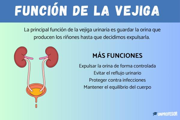 Función de la vejiga urinaria