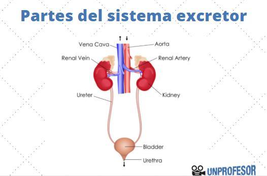 Función de la vejiga urinaria