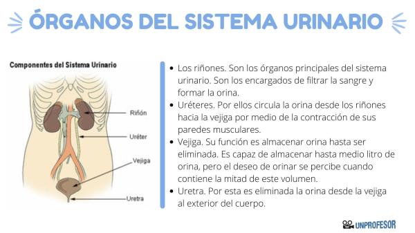 Función de la vejiga urinaria