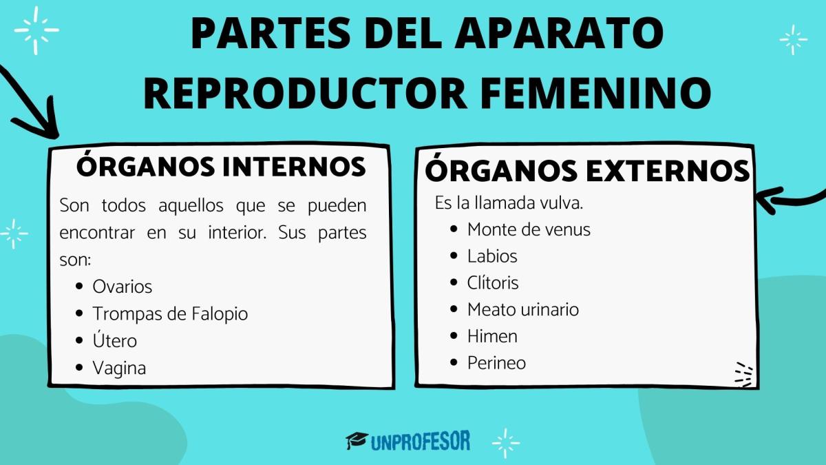Partes del aparato REPRODUCTOR femenino