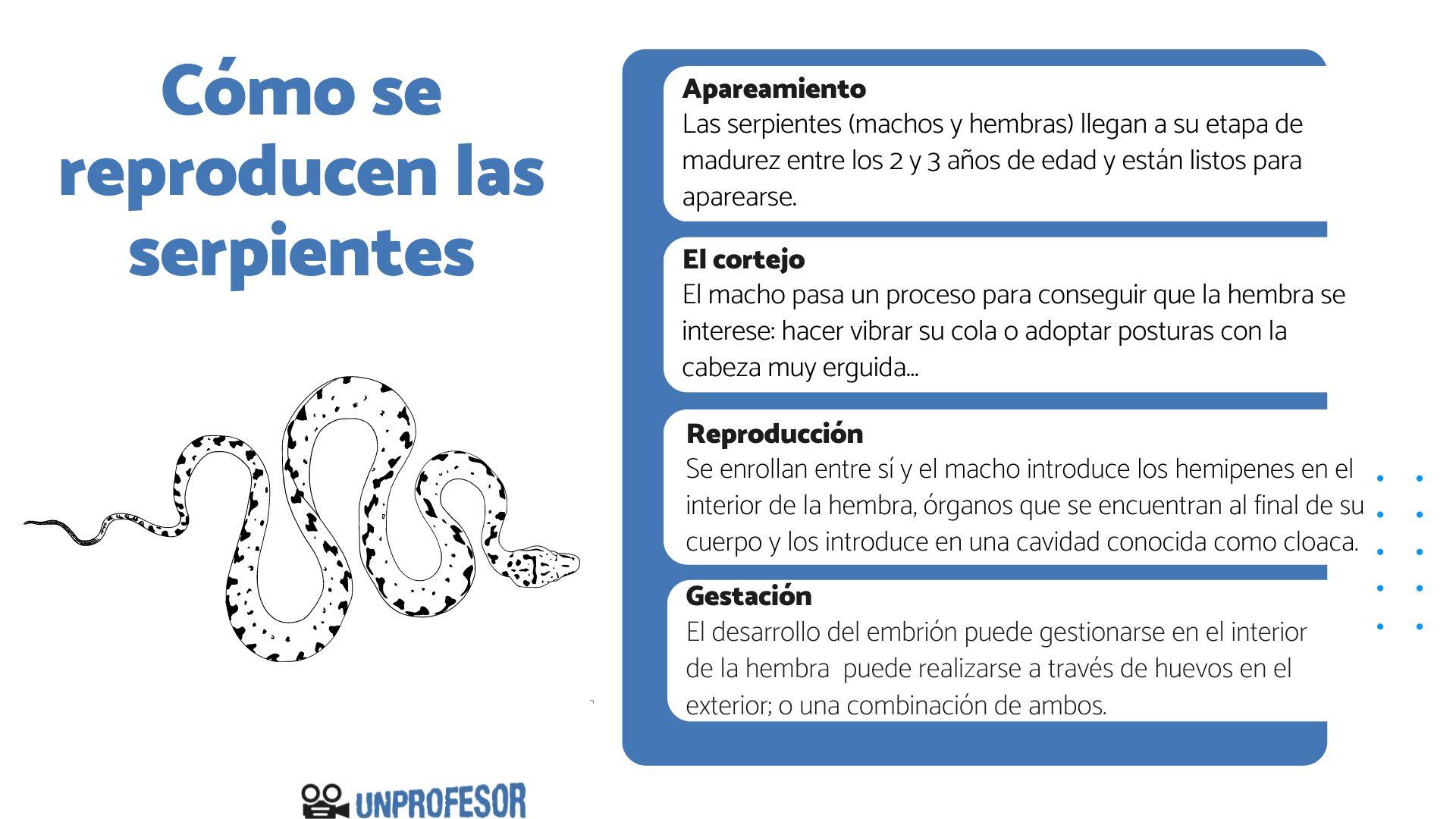 Cómo se reproducen las serpientes