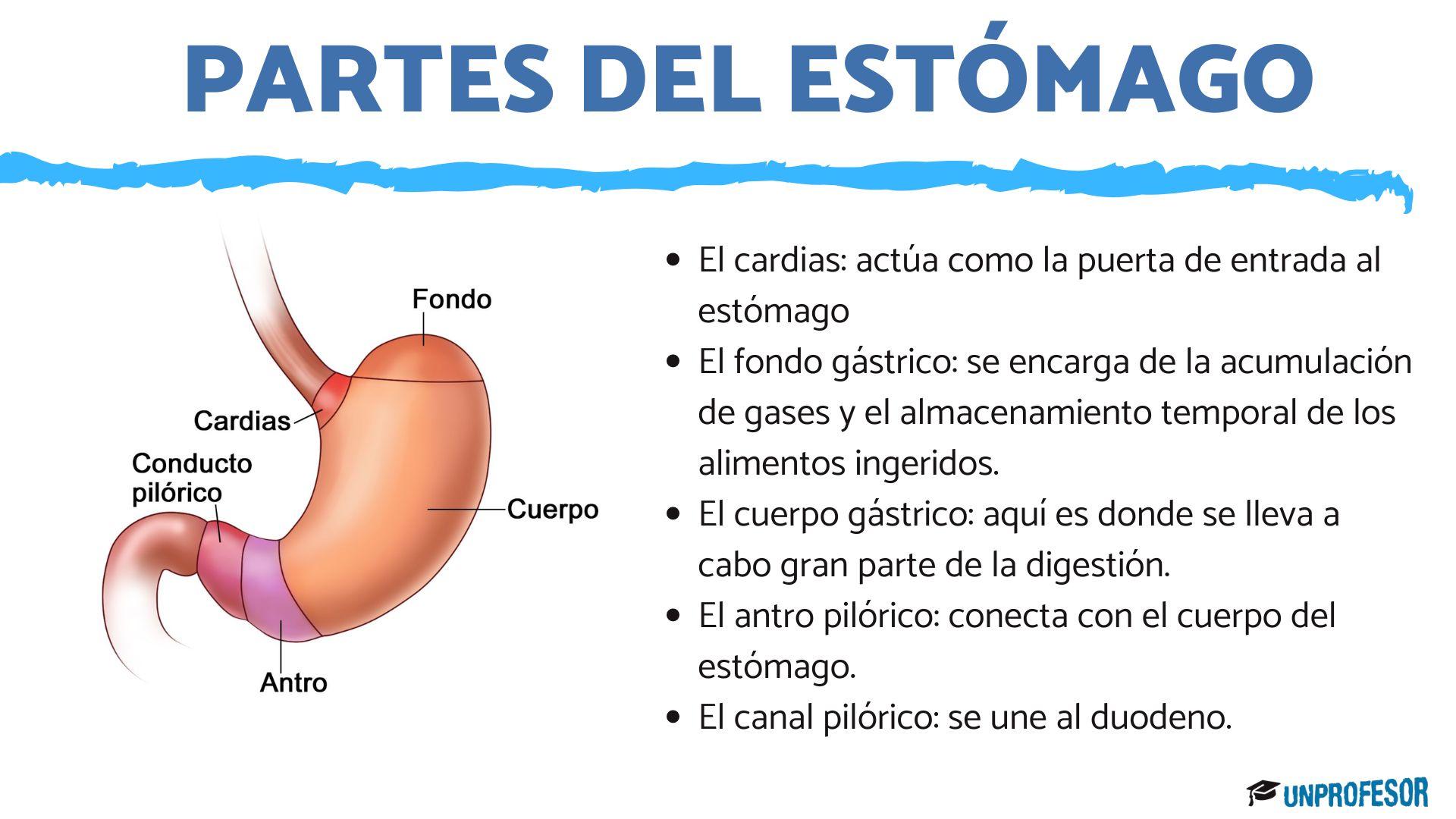 4 partes del ESTÓMAGO humano
