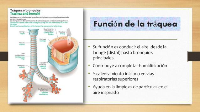 Función de la TRÁQUEA principal y secundaria - RESUMEN + ESQUEMAS!!