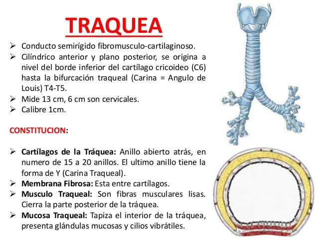 Función de la TRÁQUEA principal y secundaria - RESUMEN + ESQUEMAS!!
