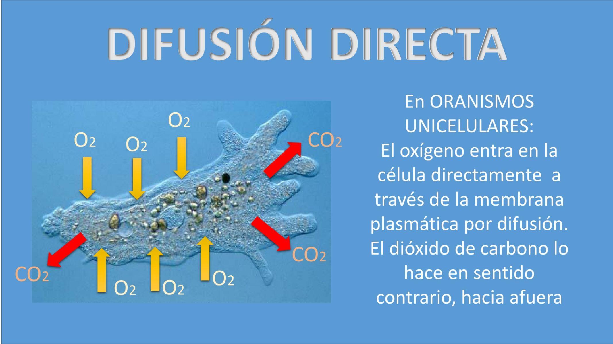 Los 5 tipos de RESPIRACIÓN ANIMAL - [RESUMEN + ESQUEMAS!!]