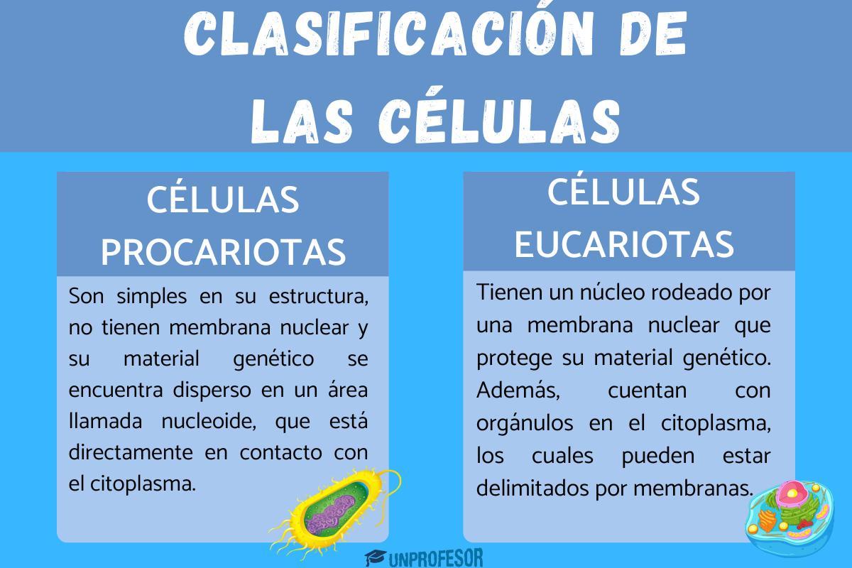 Qué es el CITOPLASMA y sus partes
