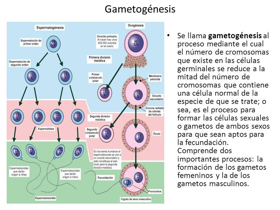 Qué es la GAMETOGÉNESIS y sus etapas - [resumen + vídeos!]