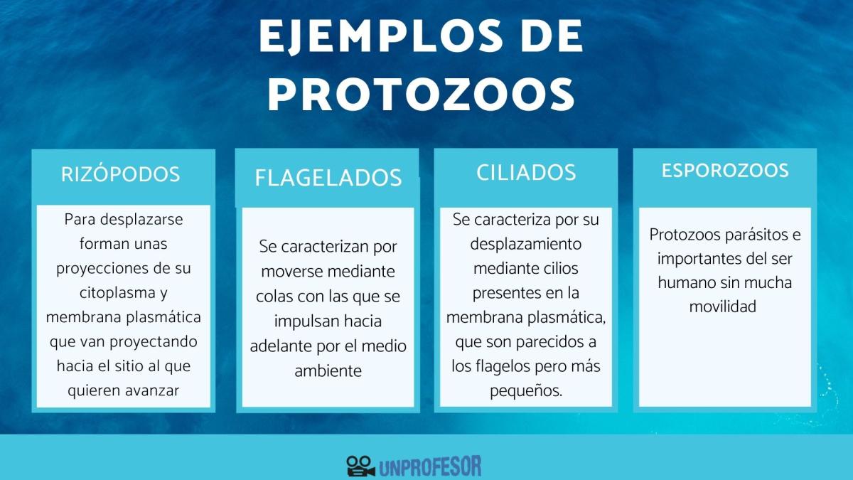 Protozoos Concepto Tipos Caractersticas Y Ejemplos 800x416