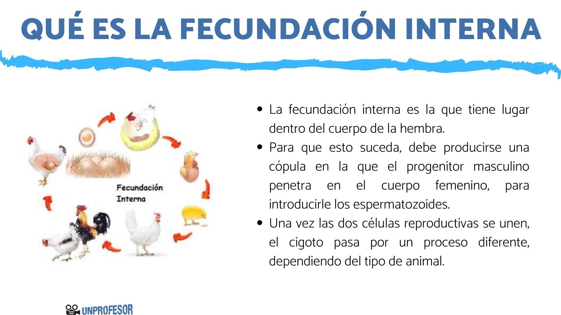Qué es la fecundación INTERNA y ejemplos