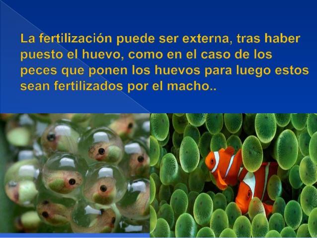 Animales OVÍPAROS: definición y características - ¡RESUMEN + IMÁGENES!