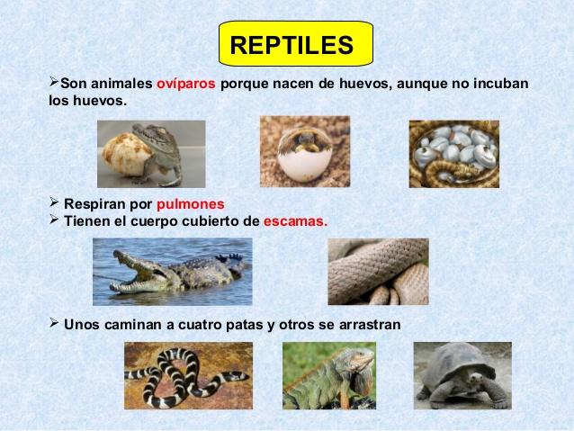 Animales Ovíparos: Definición Y Ejemplos – XHUIKU