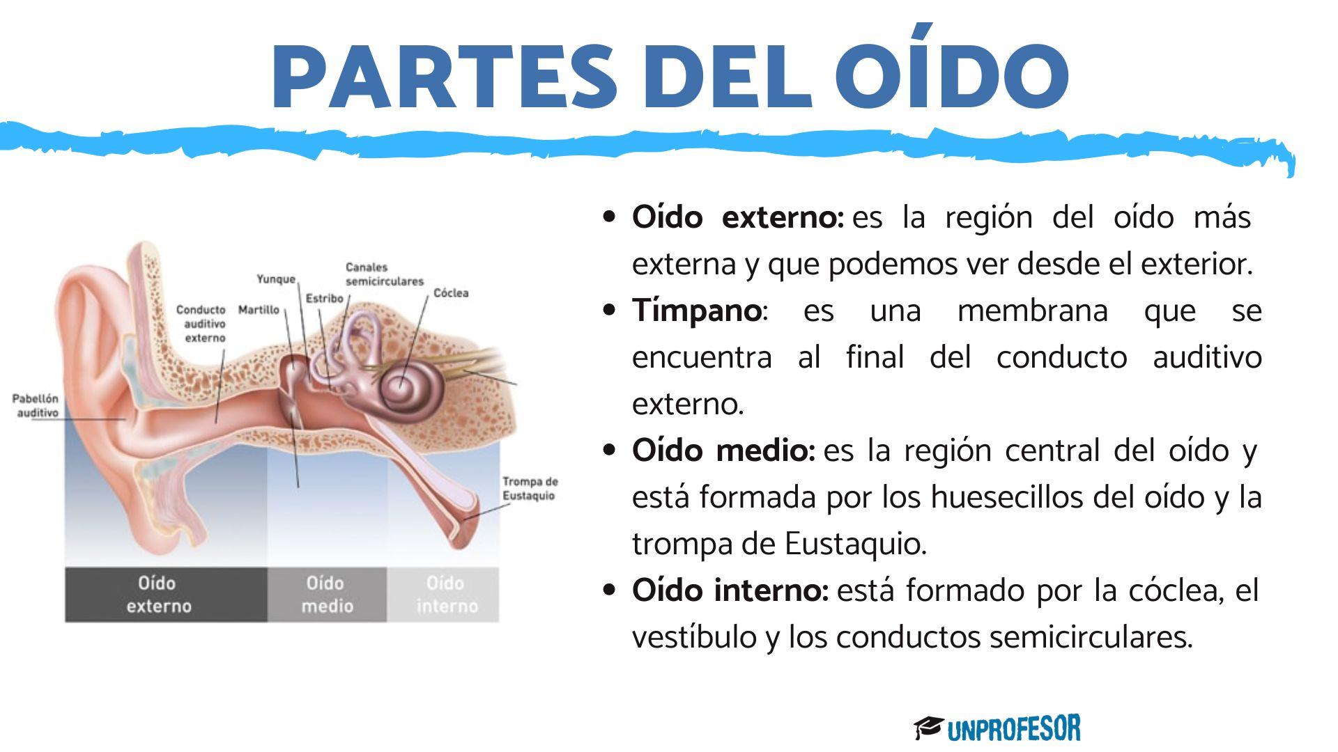 5 partes del OÍDO y de la OREJA