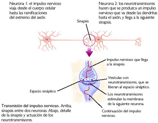 Qué es el IMPULSO NERVIOSO y cómo se propaga - RESUMEN fácil + VÍDEOS!