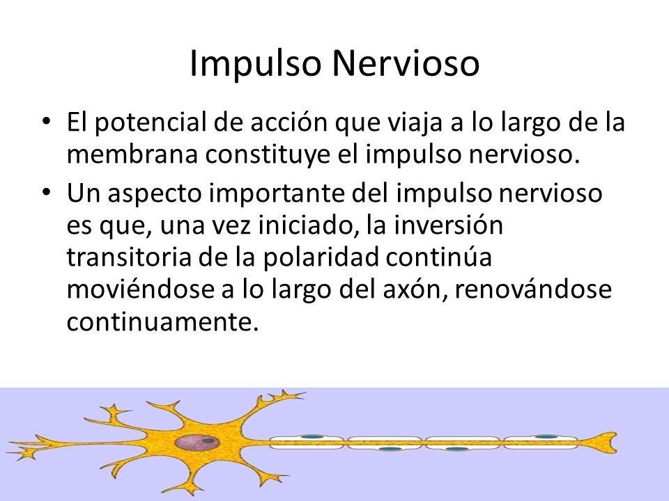 Qué es el IMPULSO NERVIOSO y cómo se propaga - RESUMEN fácil + VÍDEOS!