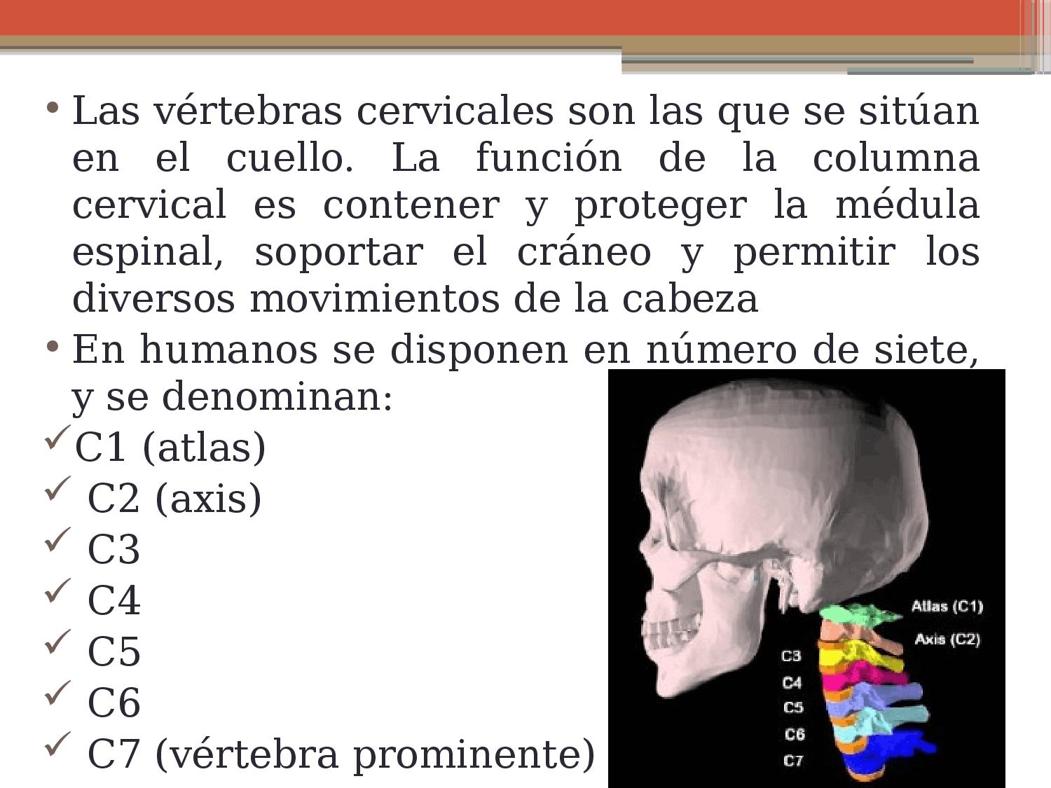 Vértebras CERVICALES : características y función - RESUMEN con FOTOS!!