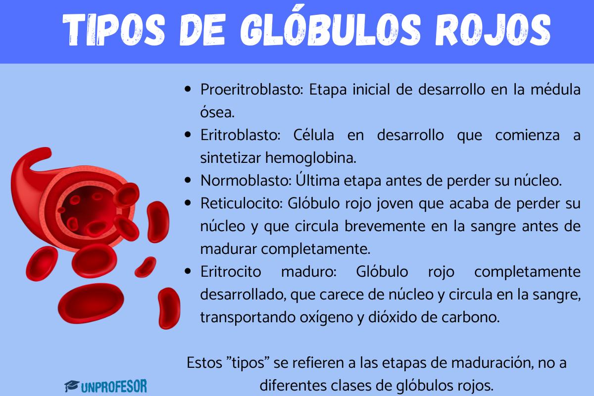 Tipos de glóbulos ROJOS