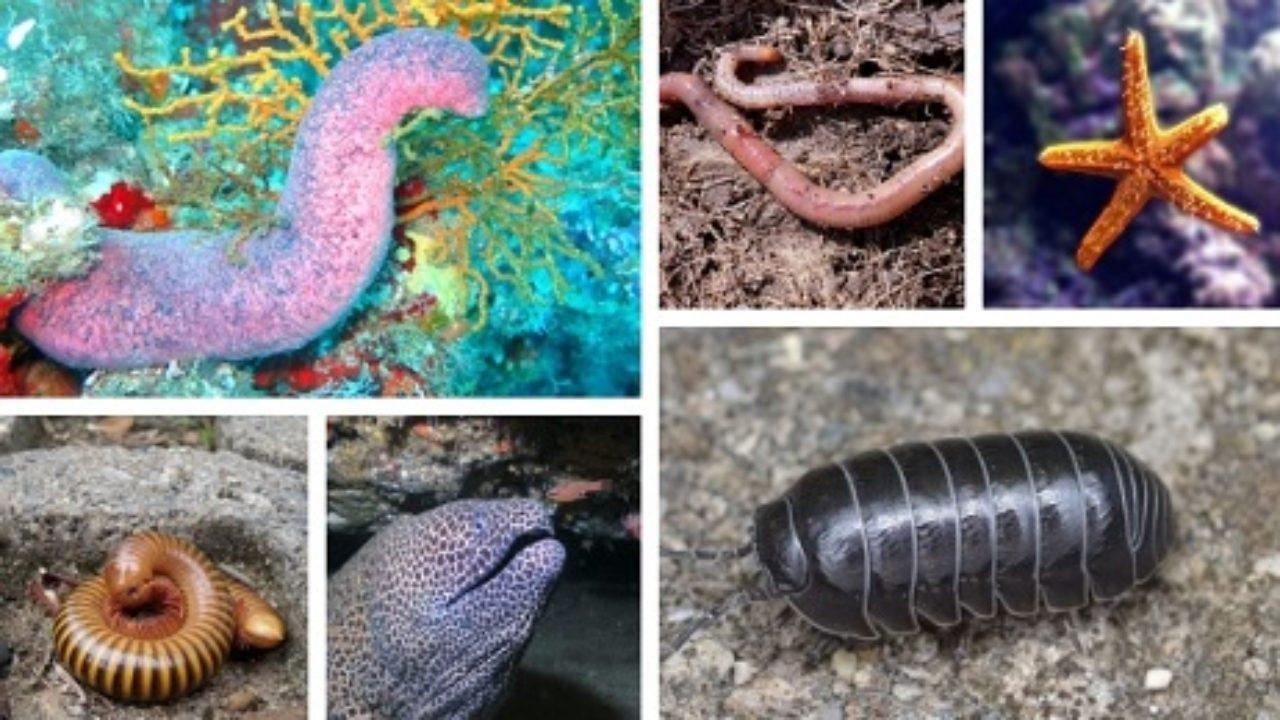 Animales DETRITÍVOROS: características y ejemplos - + ESQUEMAS!