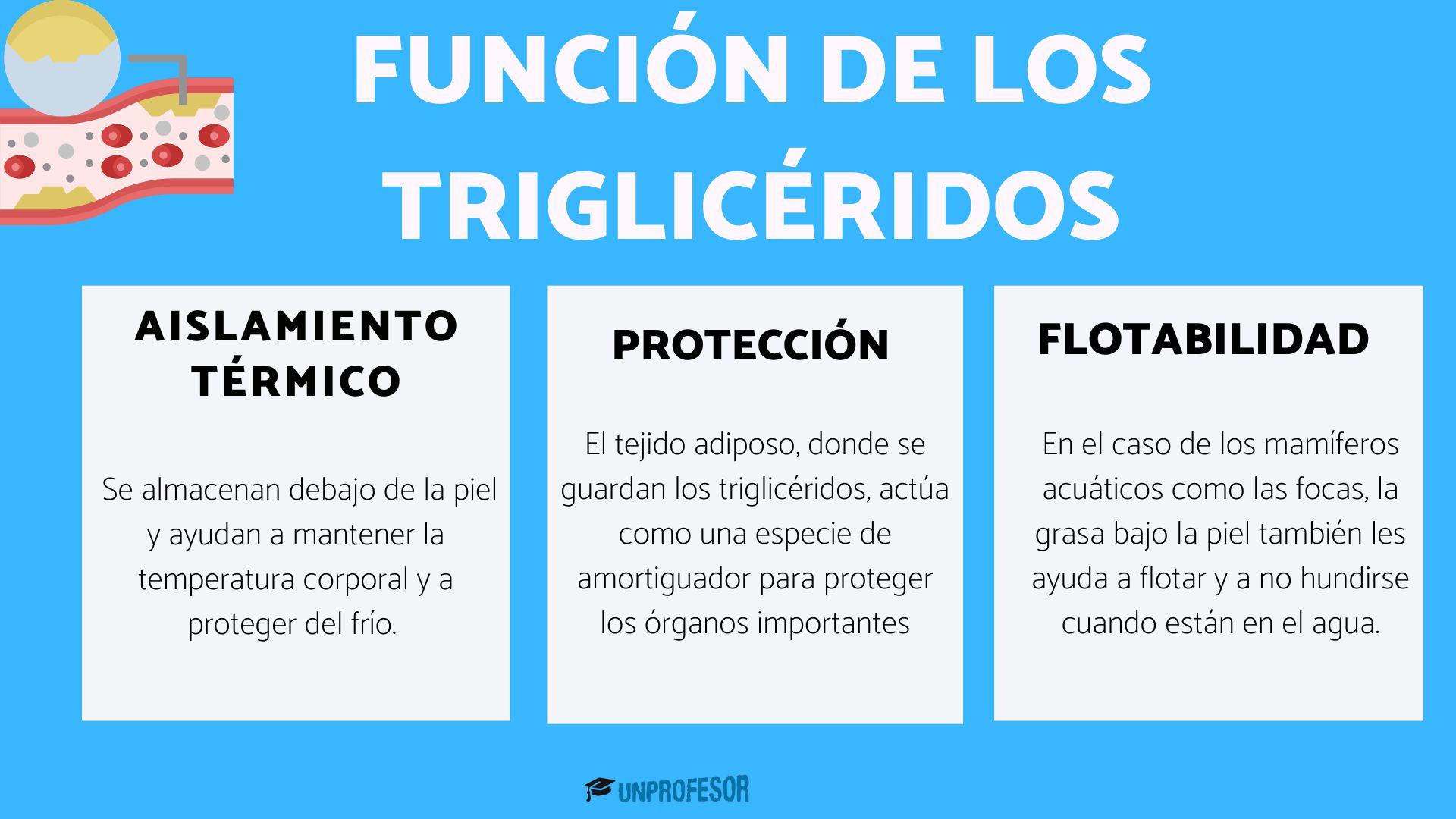 Función de los TRIGLICÉRIDOS en el organismo