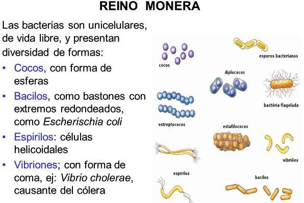 Características y ejemplos del REINO MONERA - ¡¡RESUMEN CORTO!!