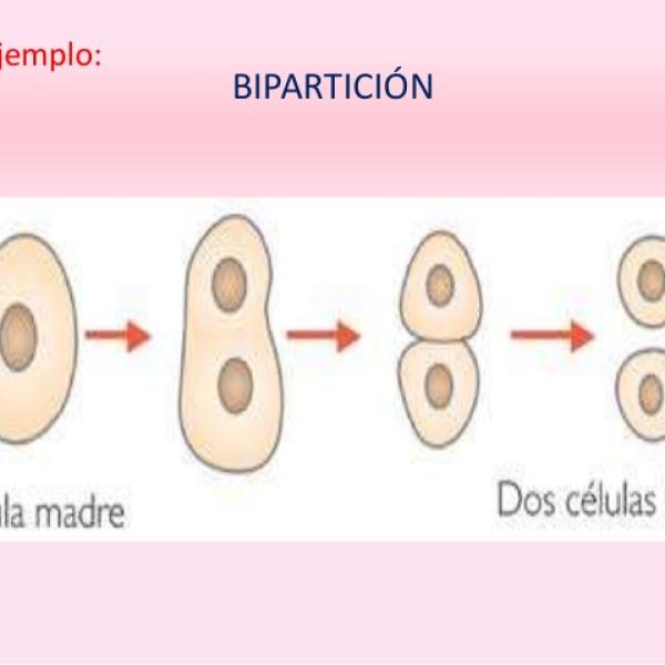 Fisin Binaria Concepto Etapas Tipos Y Ejemplos