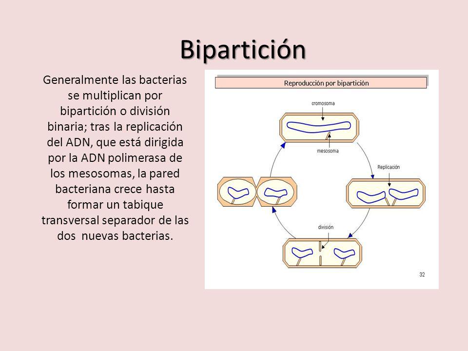 Bipartición: definición y ejemplos - ¡¡Resumen FÁCIL!!