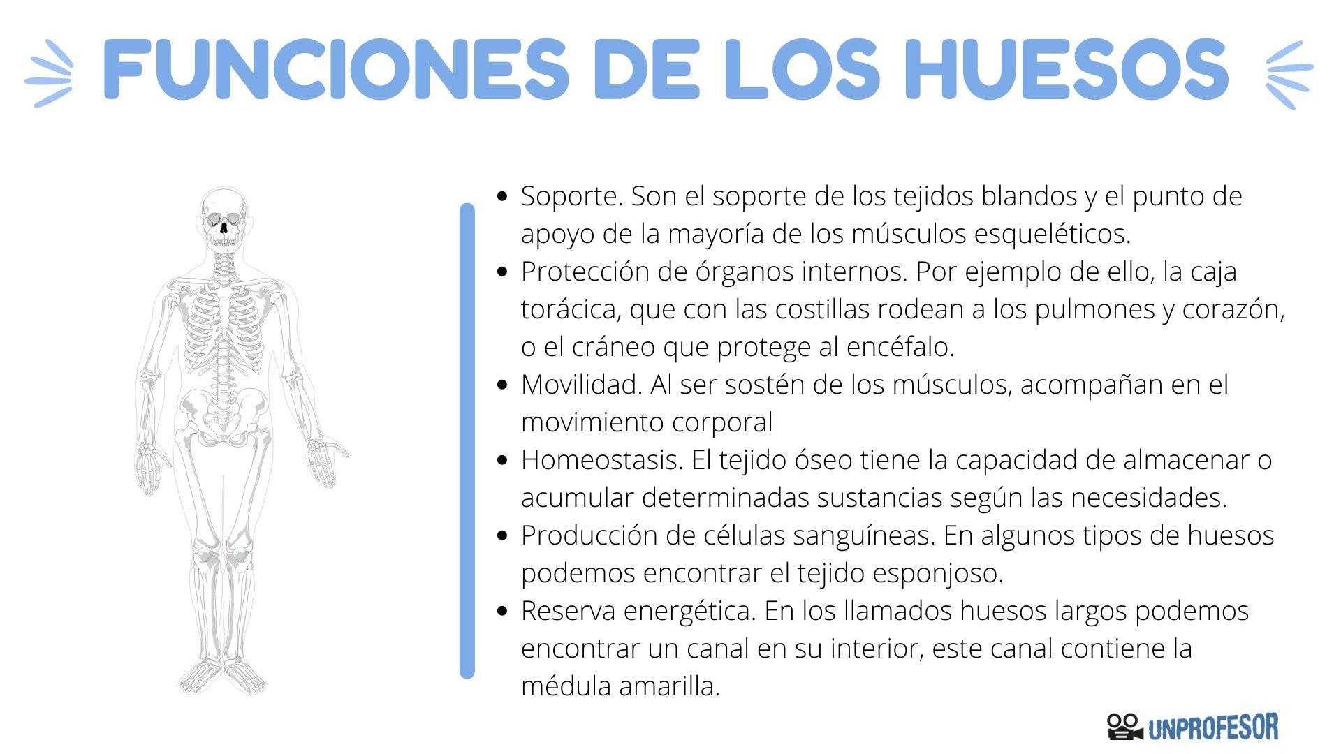 Estructura de los HUESOS del cuerpo humano - para niños!