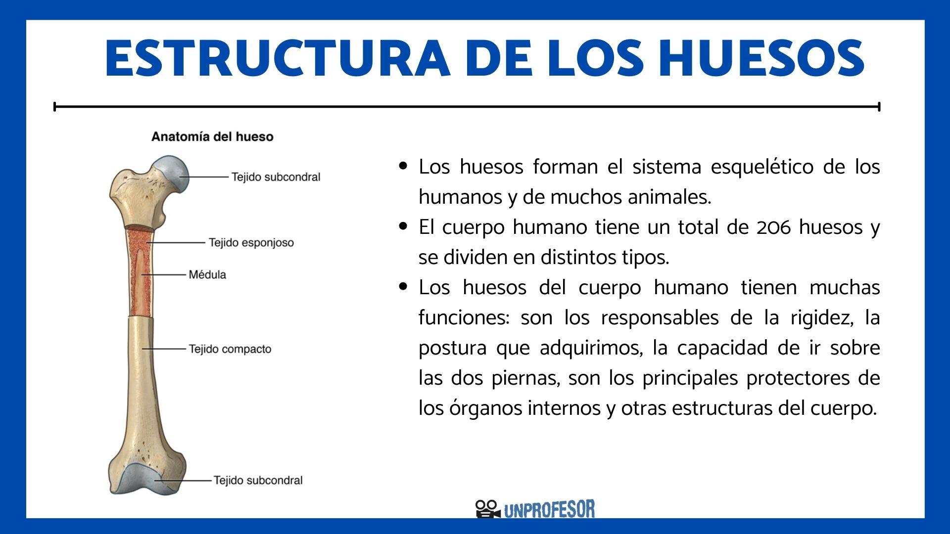 Estructura de los HUESOS del cuerpo humano - para niños!