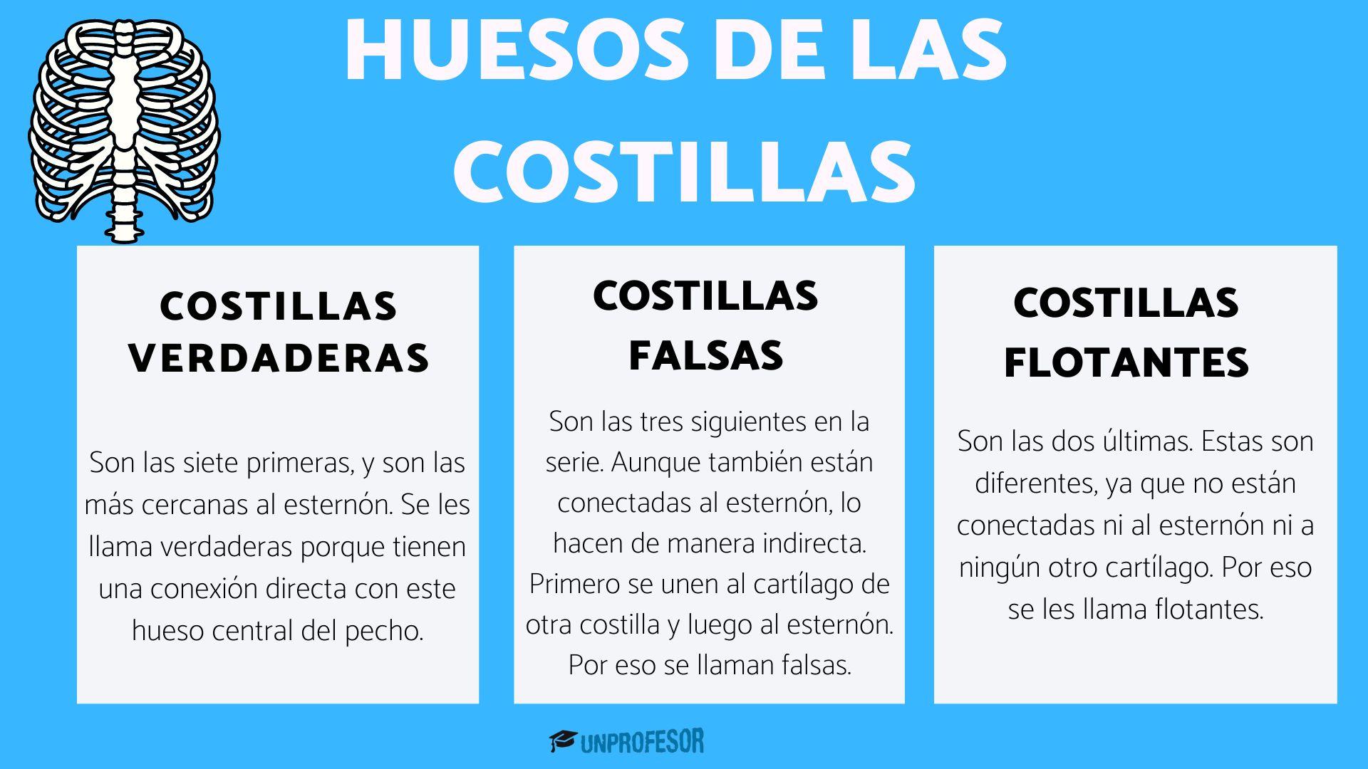Huesos de las COSTILLAS y sus partes