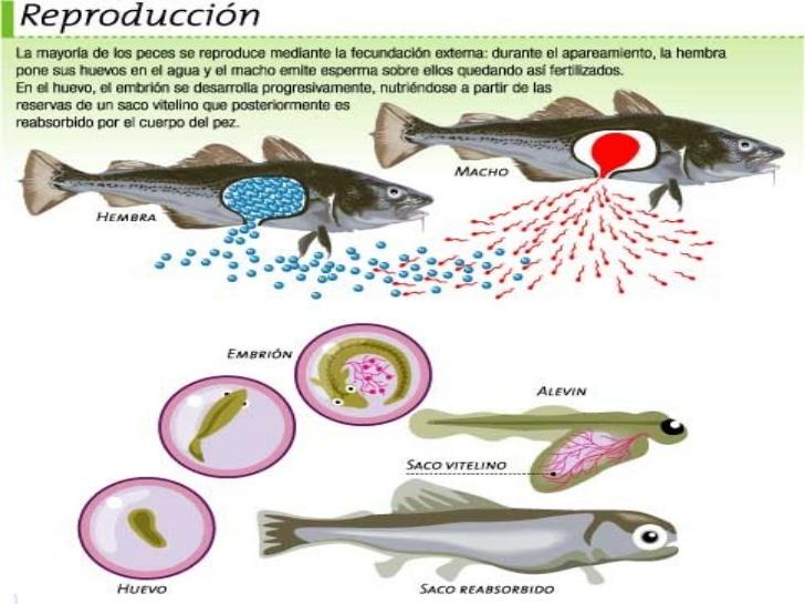 Descubre cómo se reproducen los peces - ¡¡RESUMEN + IMÁGENES!!