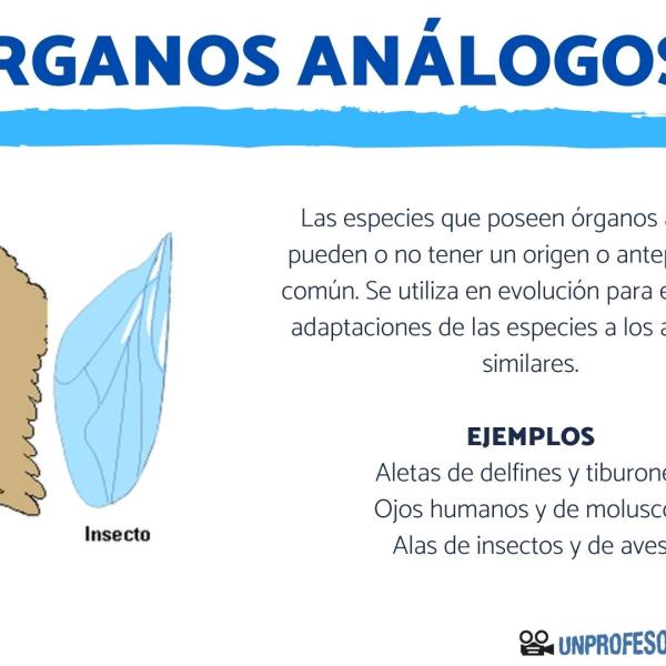 Ejemplos De Analogias