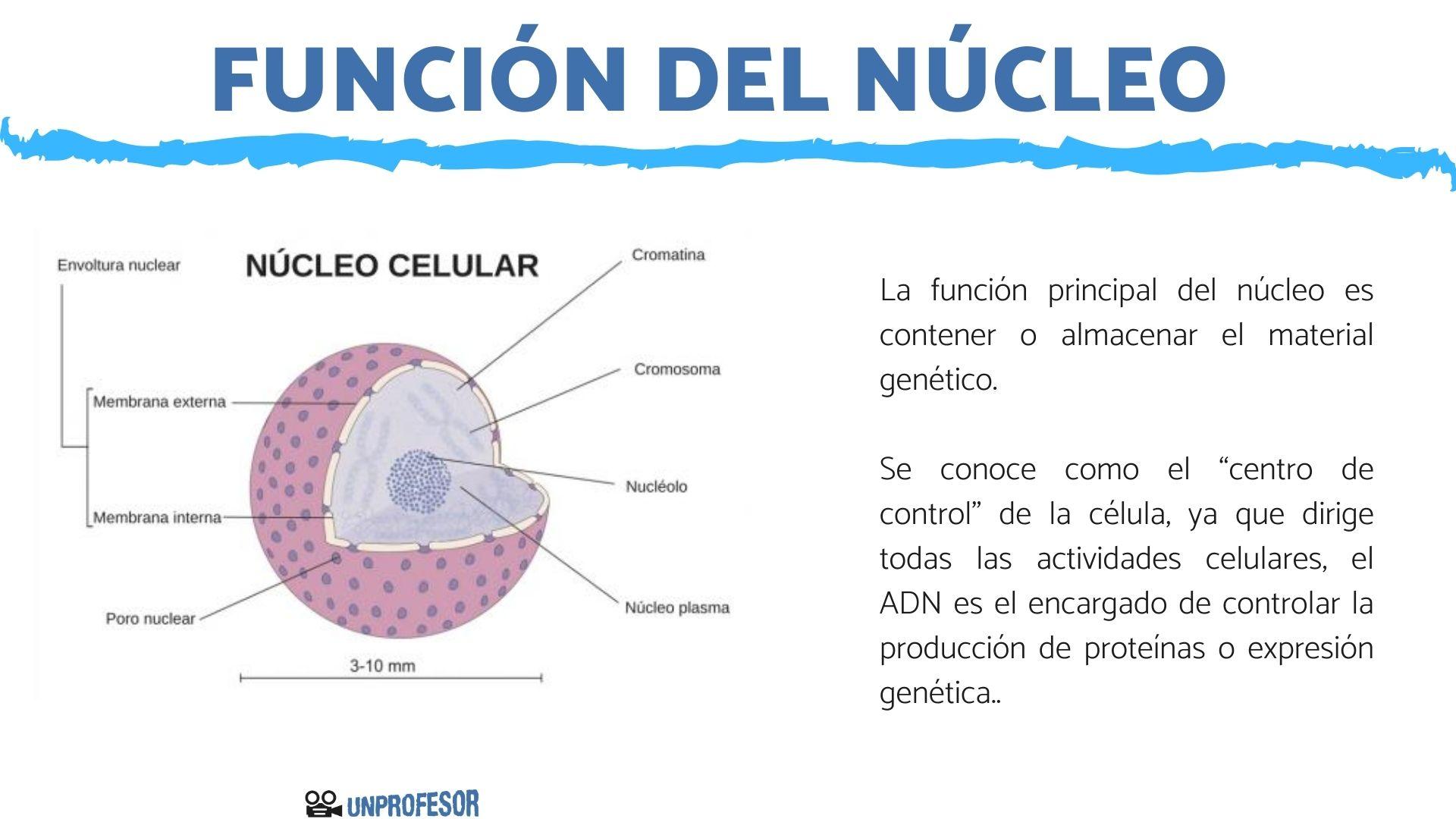 Cuál es la FUNCIÓN del núcleo celular - resumen! Cuál es la FUNCIÓN del núcleo celular - resumen!