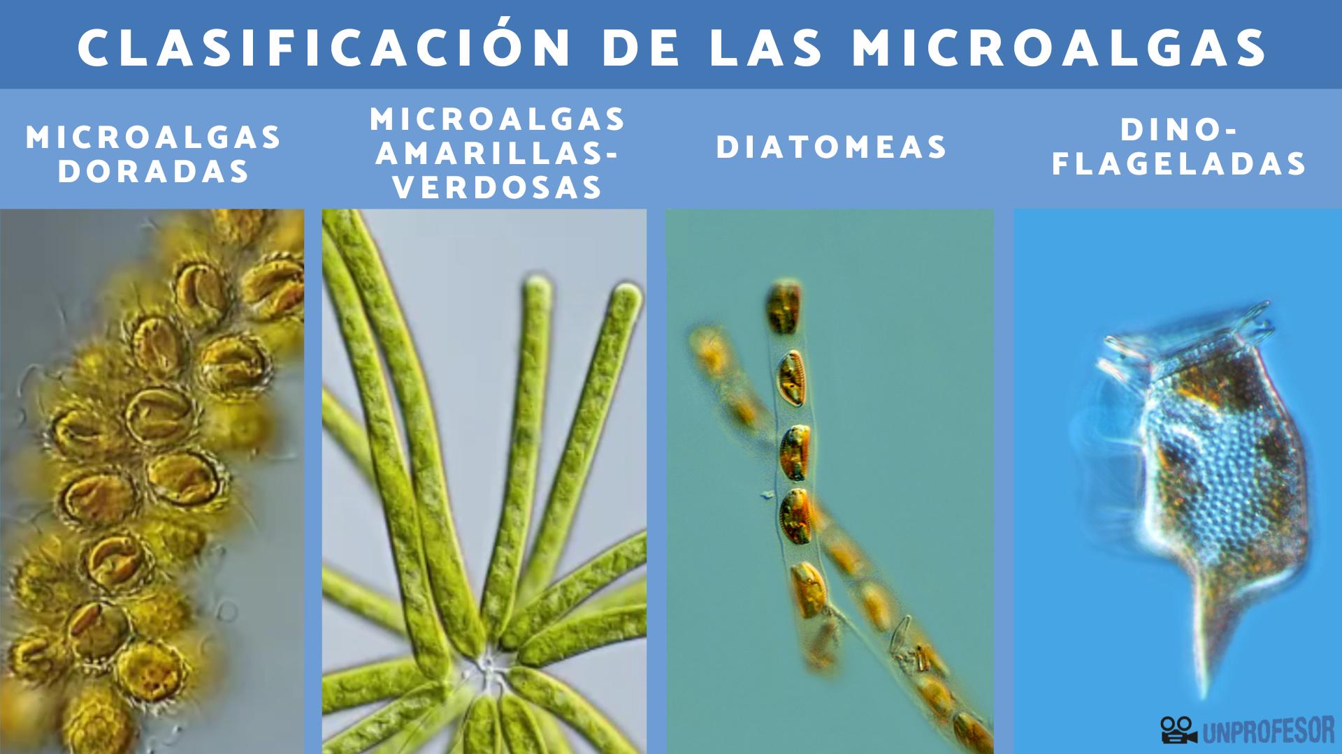 Clasificación de las algas - Resumen