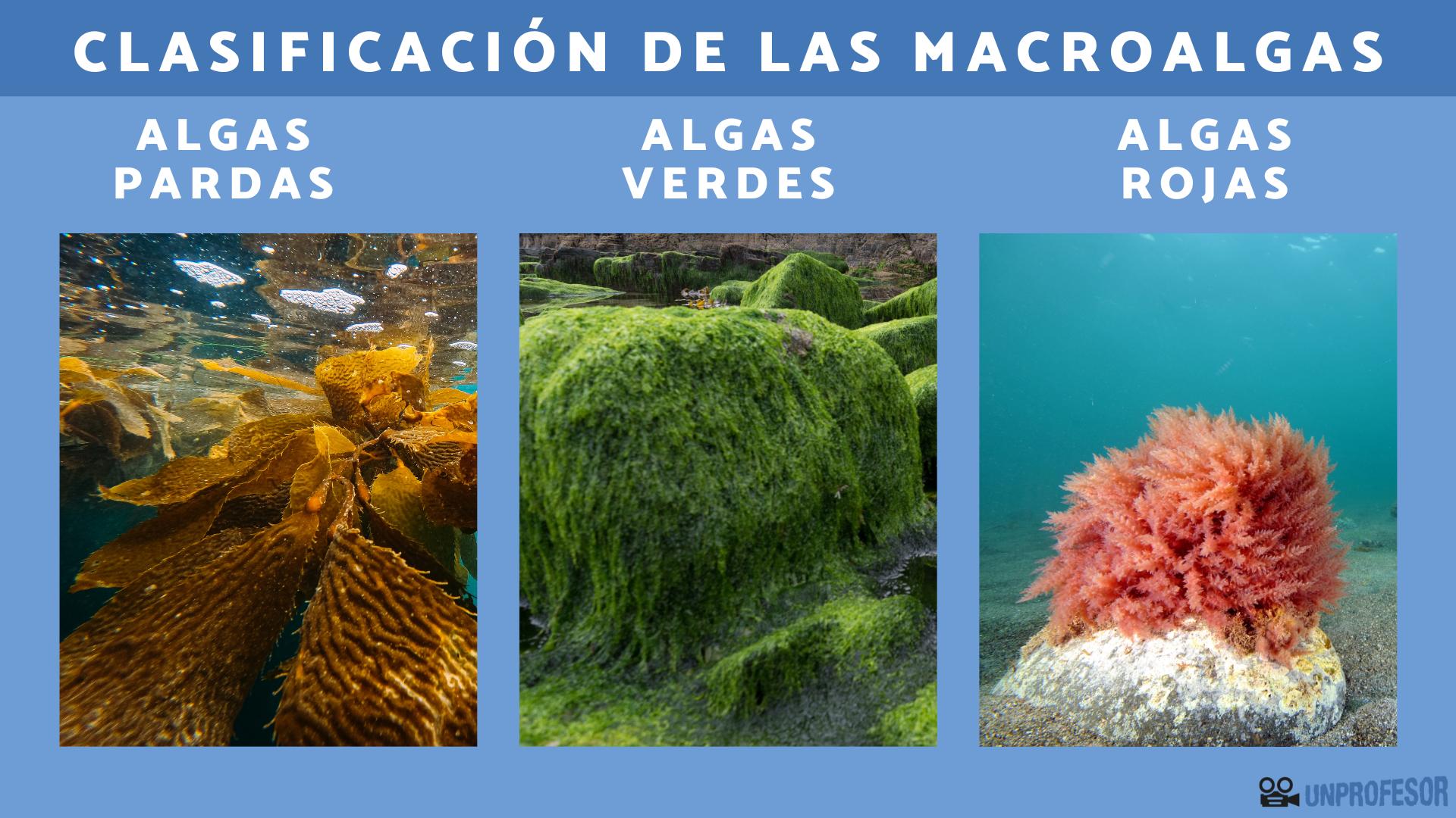 Clasificación de las algas - Resumen