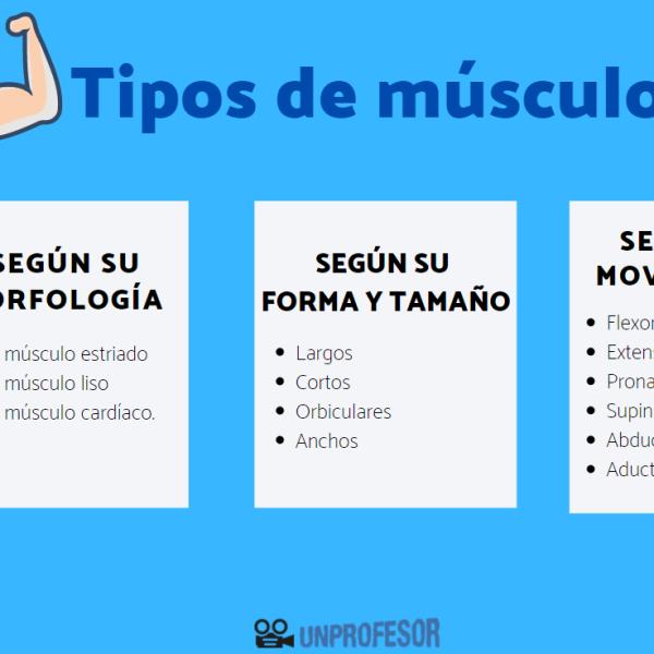 Conoce Todo Sobre Los Tipos De Msculos Musculos