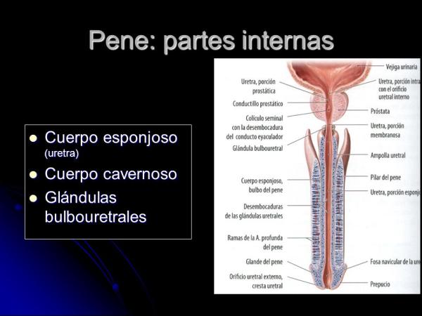 pene anatomia