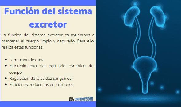 Función del sistema excretor - RESUMEN fácil!!