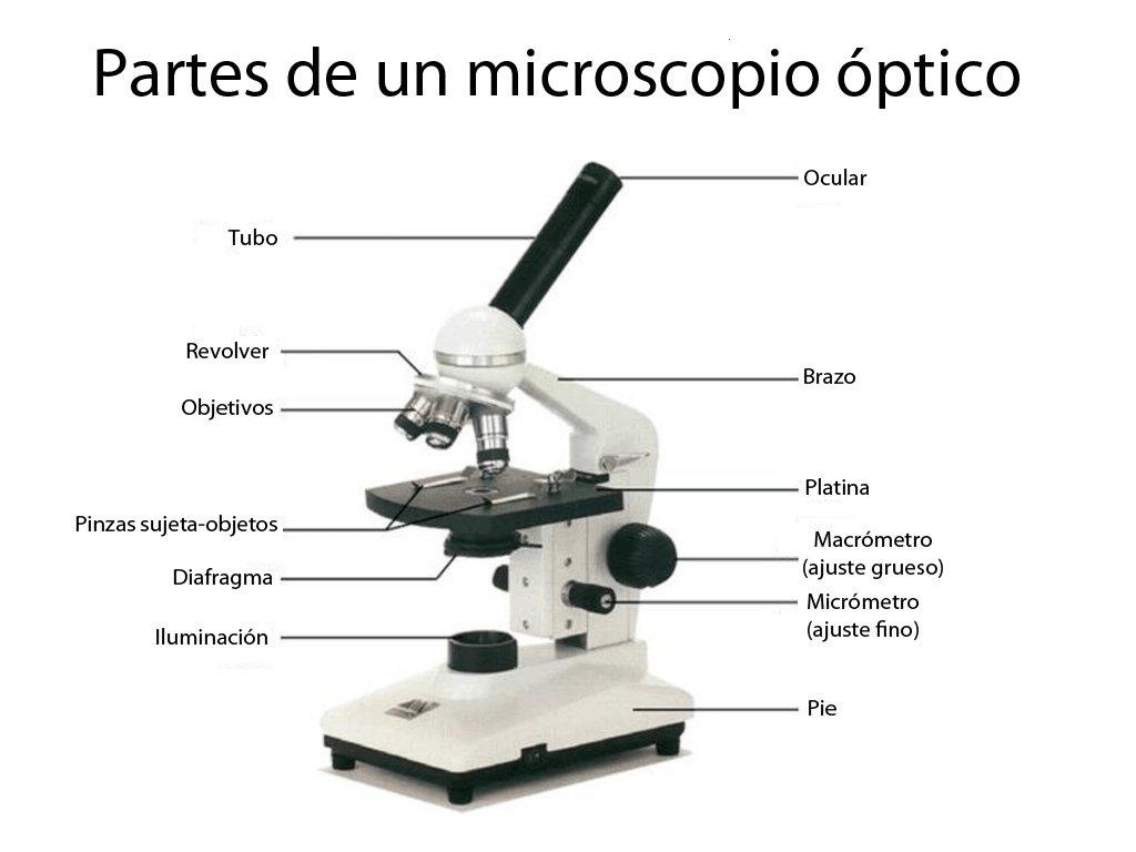 Tipos de MICROSCOPIO y sus funciones - [con IMÁGENES!]