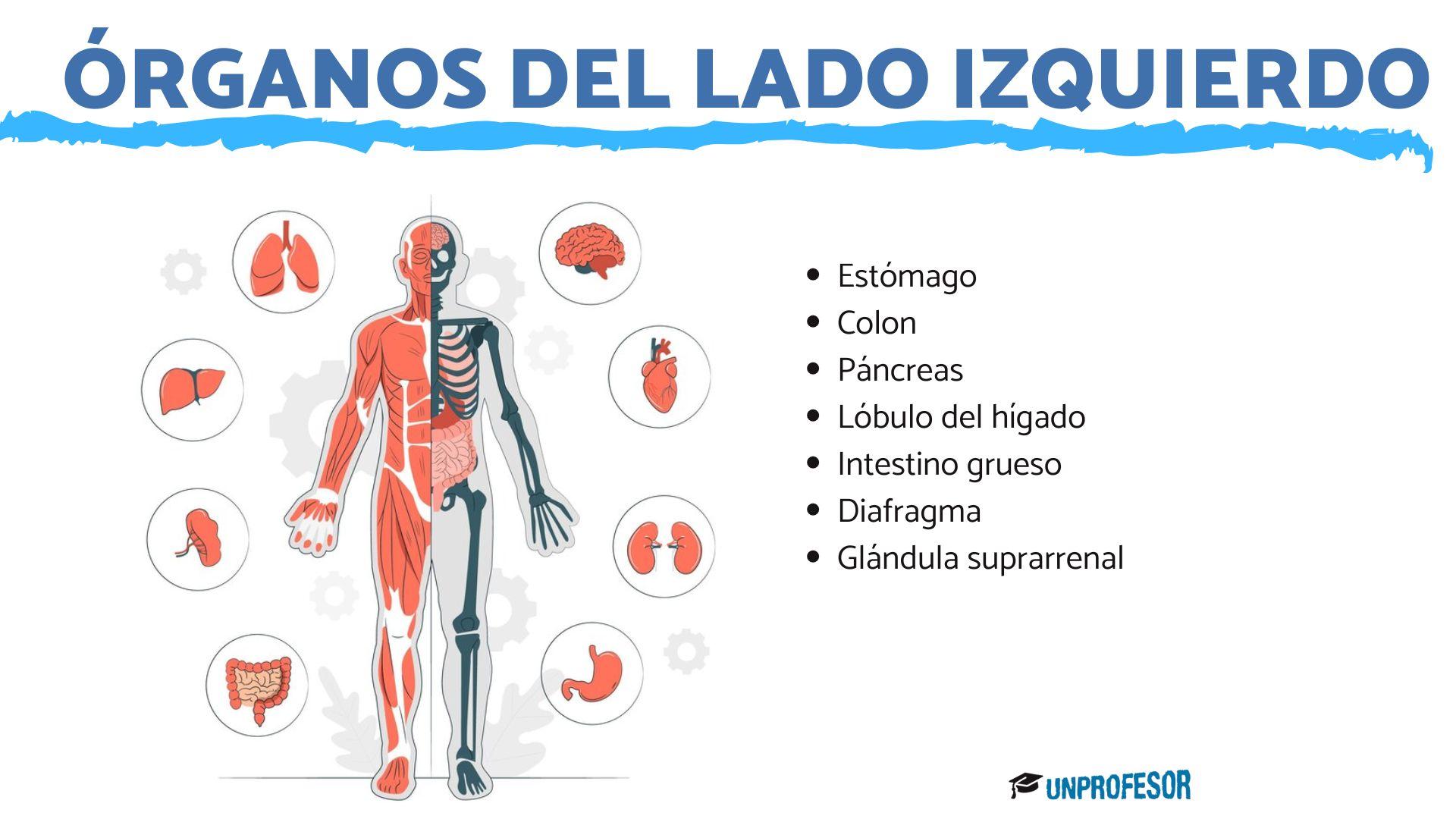 Cuáles son los ÓRGANOS del lado izquierdo