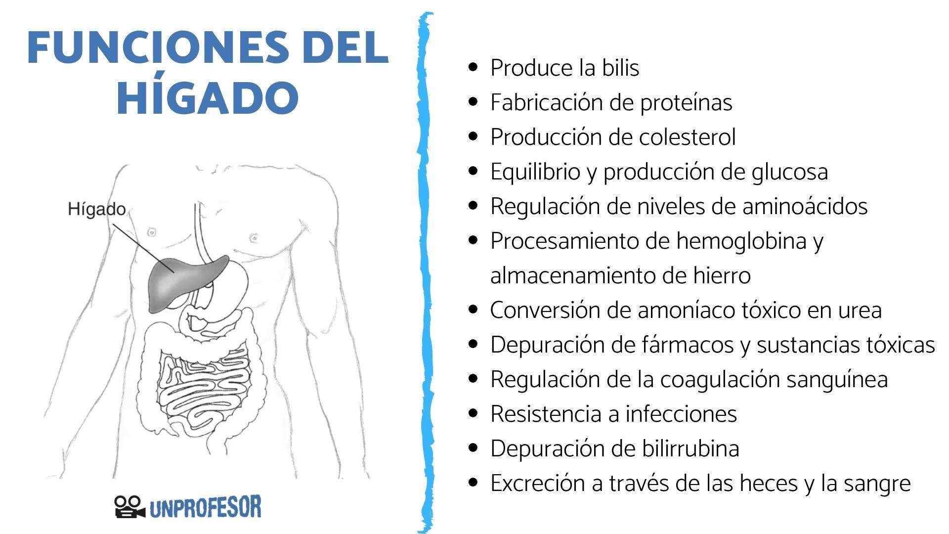 12 funciones del HÍGADO en el aparato digestivo