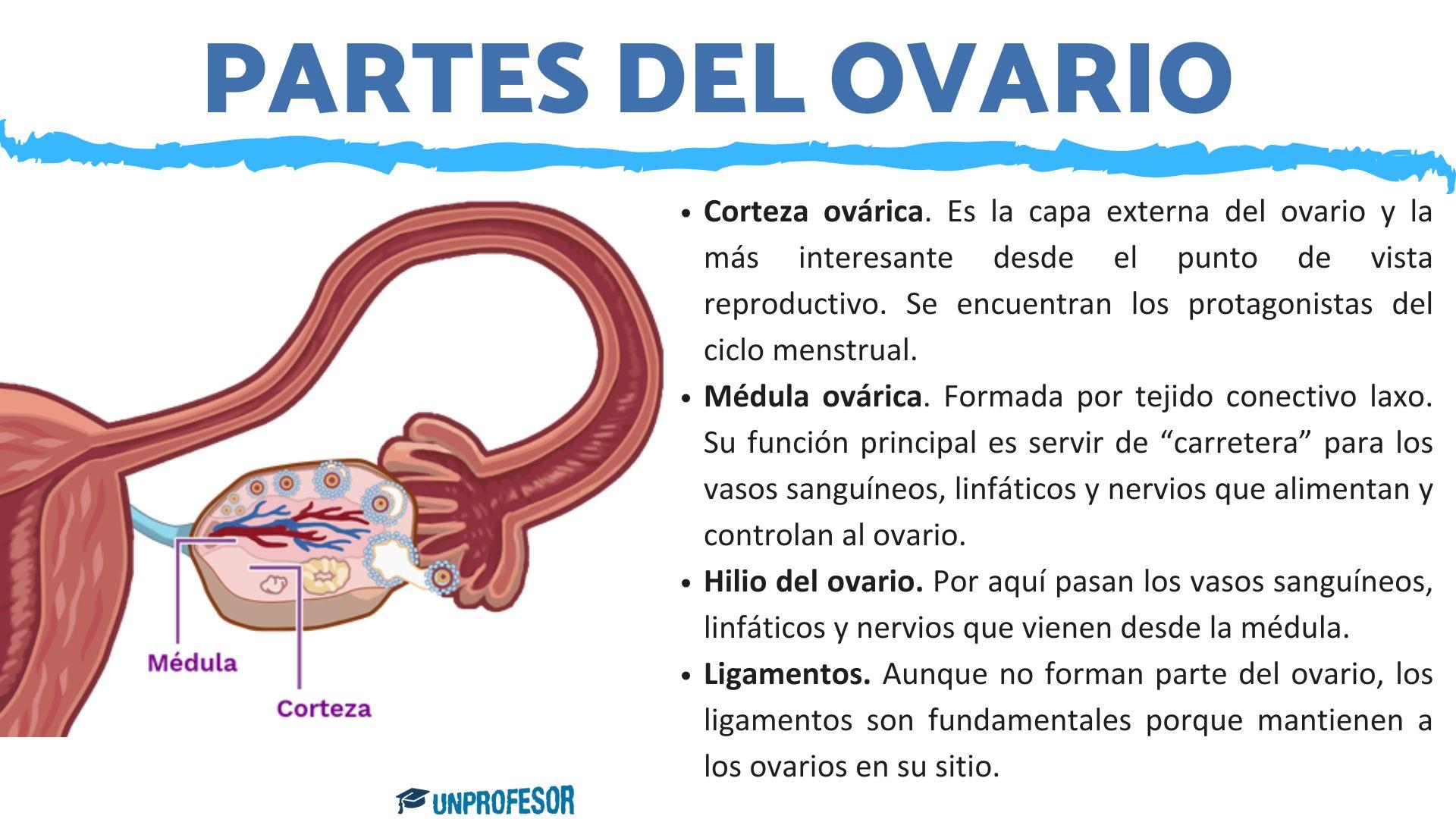 Las 4 partes del OVARIO de la mujer - con imágenes