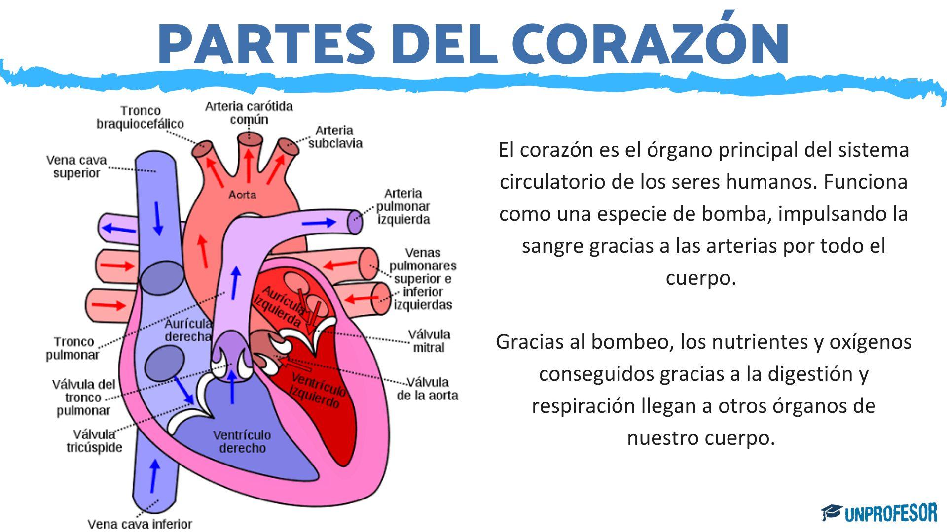 12 partes del CORAZÓN y sus funciones - para niños