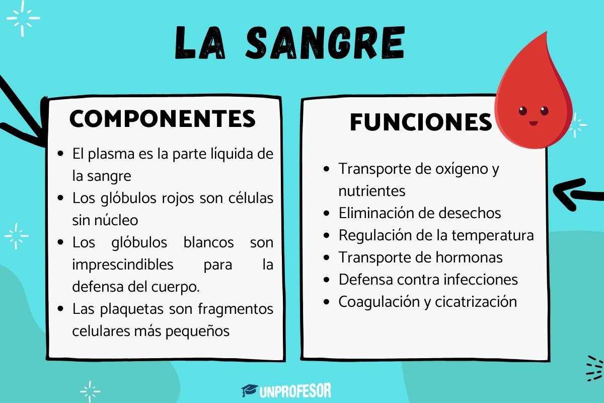 SANGRE: componentes y funciones - resumen