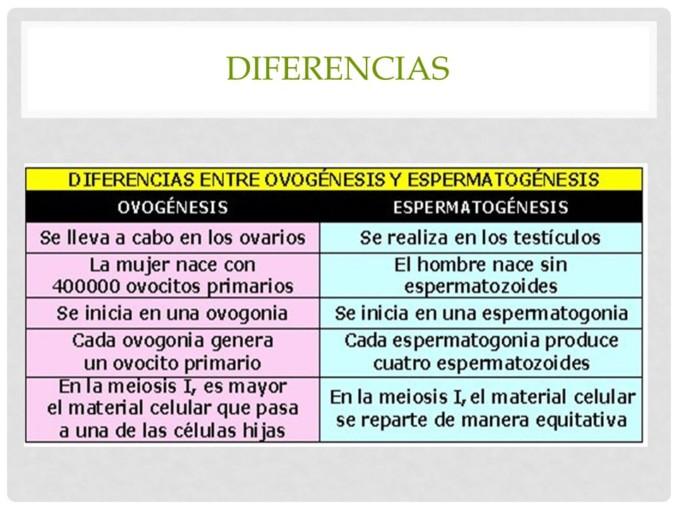 Ovogénesis y espermatogénesis - DIFERENCIAS PRINCIPALES