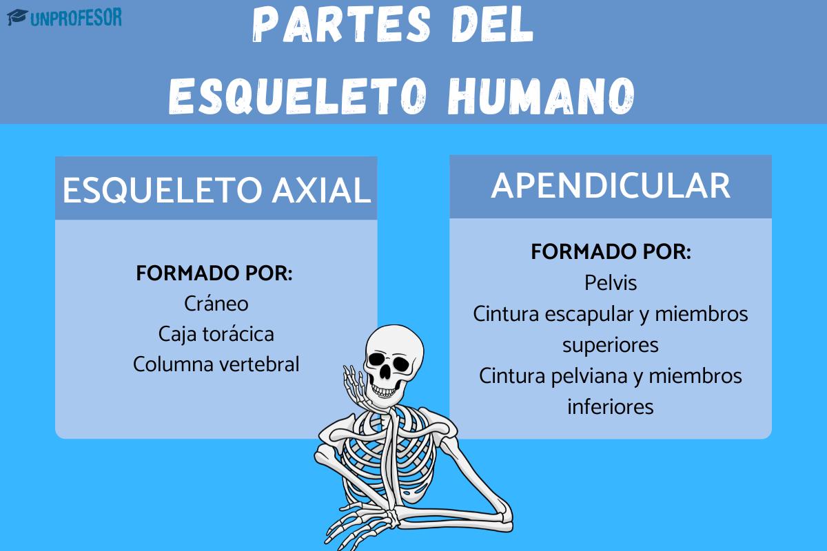 2 partes del ESQUELETO humano