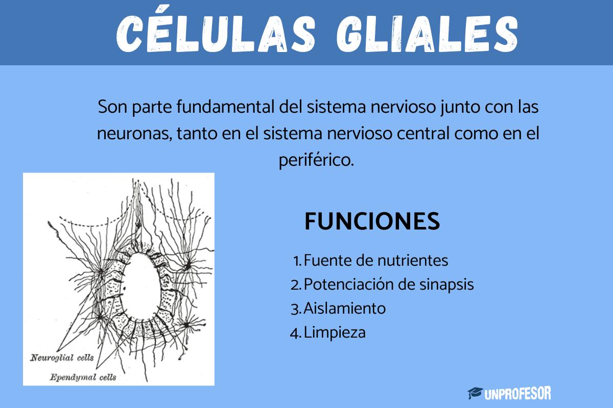 Células GLIALES: tipos y función